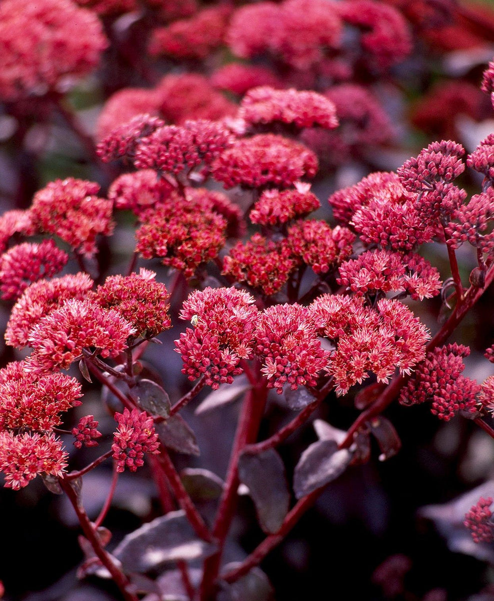 Sedum-Cactus Seeds – asho8744
