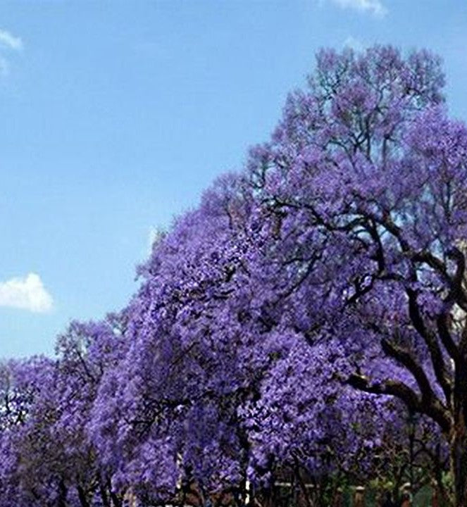 100+ Empress Tree Seeds- Chinese Princess Tree-Paulownia Tomentosa - F ...