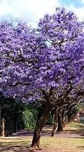 100+ Empress Tree Seeds- Chinese Princess Tree-Paulownia Tomentosa - F ...
