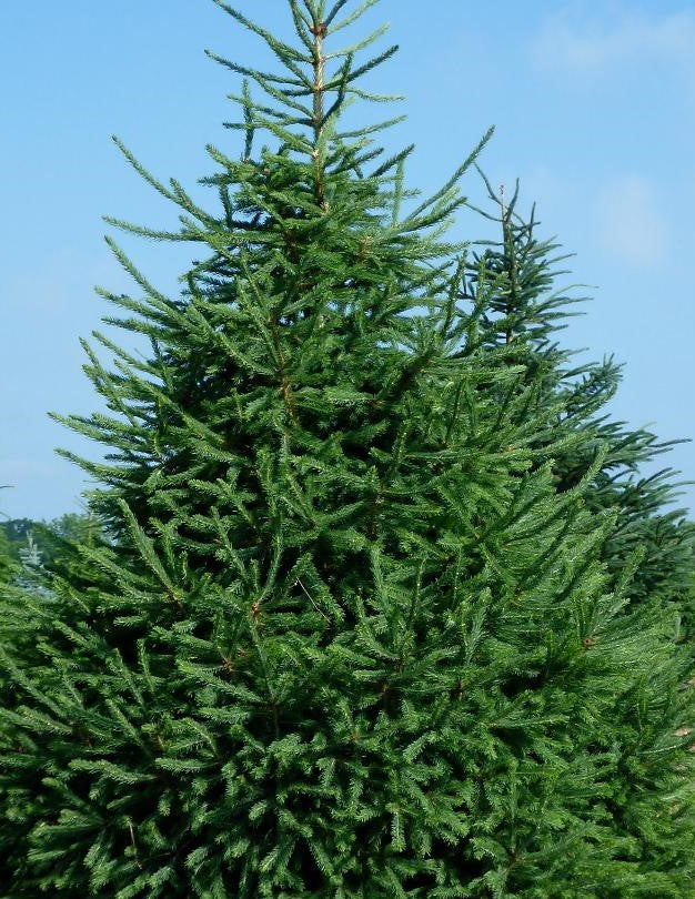25+ Seeds-White Spruce Tree Seeds-Evergreen Perennial-Extremely Useful ...