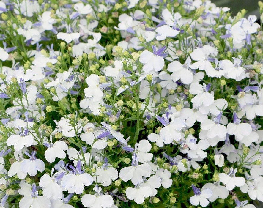 100+ White Lobelia Pendula Cascade Seeds-Trailing Lobelia Erinus--Lobe ...