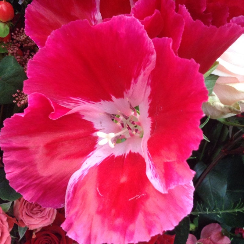 50+ Red Godetia Grandiflora Flower Seeds-Farewell to Spring Flower-Red ...